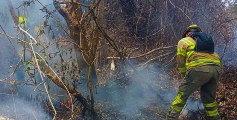 Incendios forestales: Cómo evitar y prevención | Bogotá?